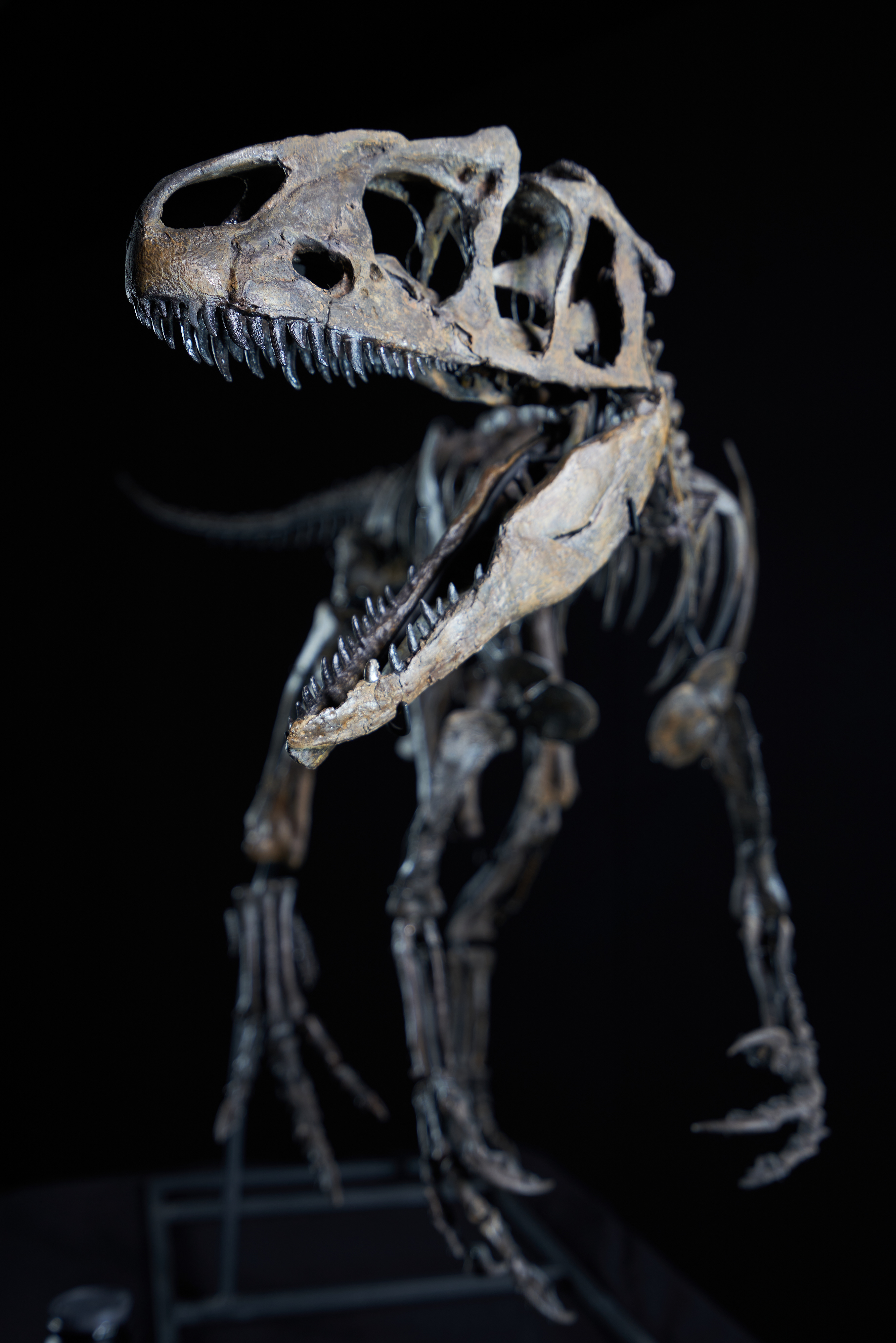 Summer sensation on display in Denkendorf – baby allosaurus "Little Al ...