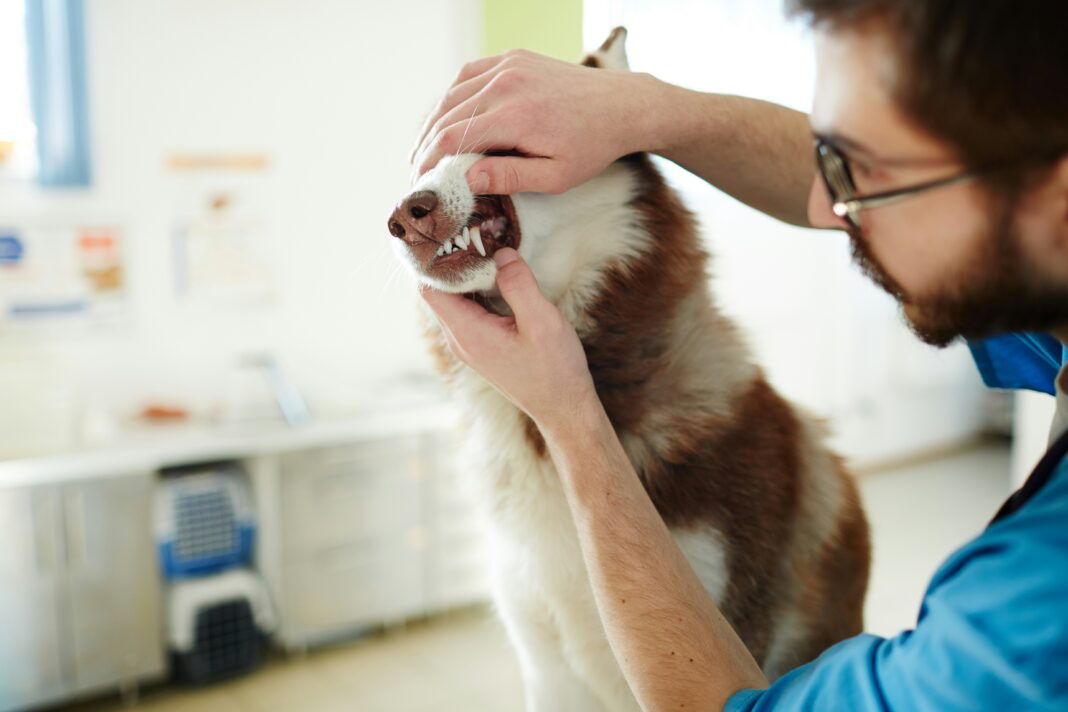 Best Online Vet Platform for Dogs and Cats: Care, Prescriptions, and ...